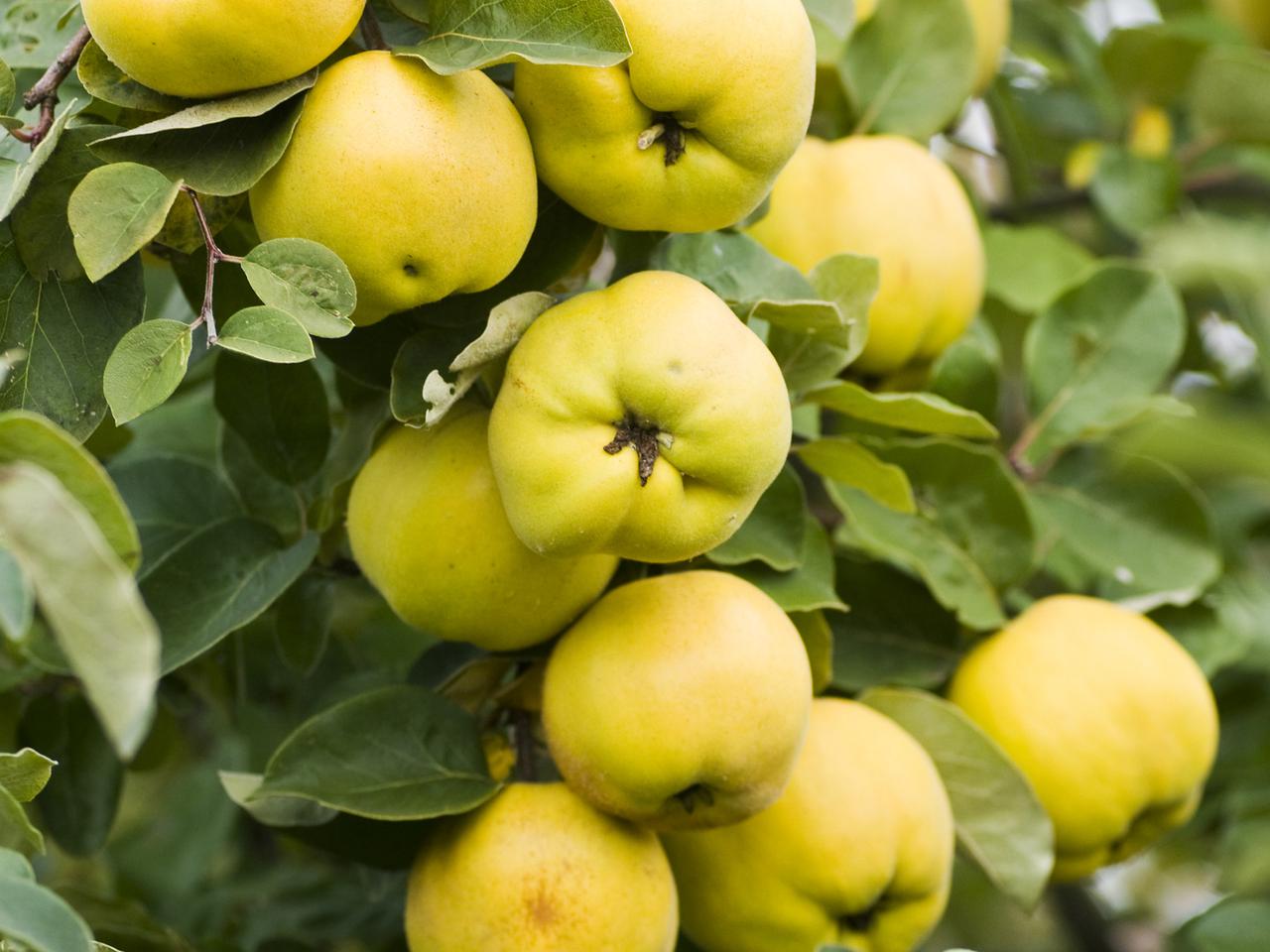 Svarainiai - Akmenės medelynas